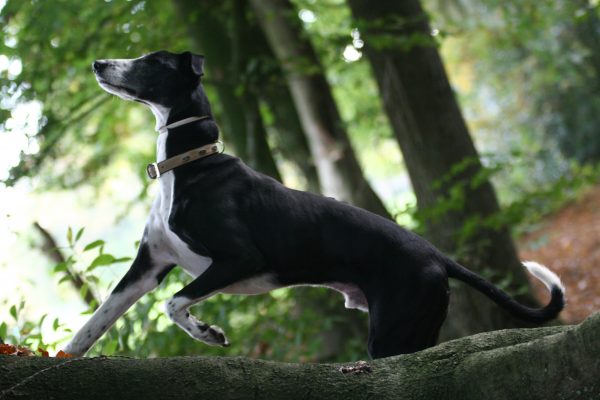 Wie ben ik? – Isha Joseph